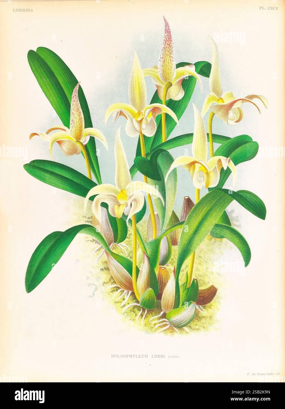 Bolbophyllum lobii orchids hi-res stock photography and images - Alamy