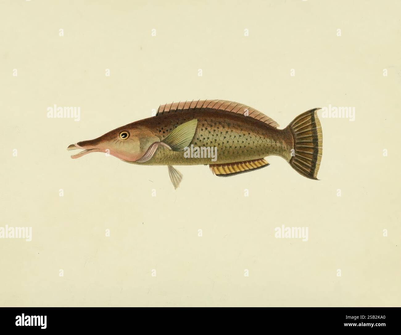 Fishs natural elegance hi-res stock photography and images - Alamy