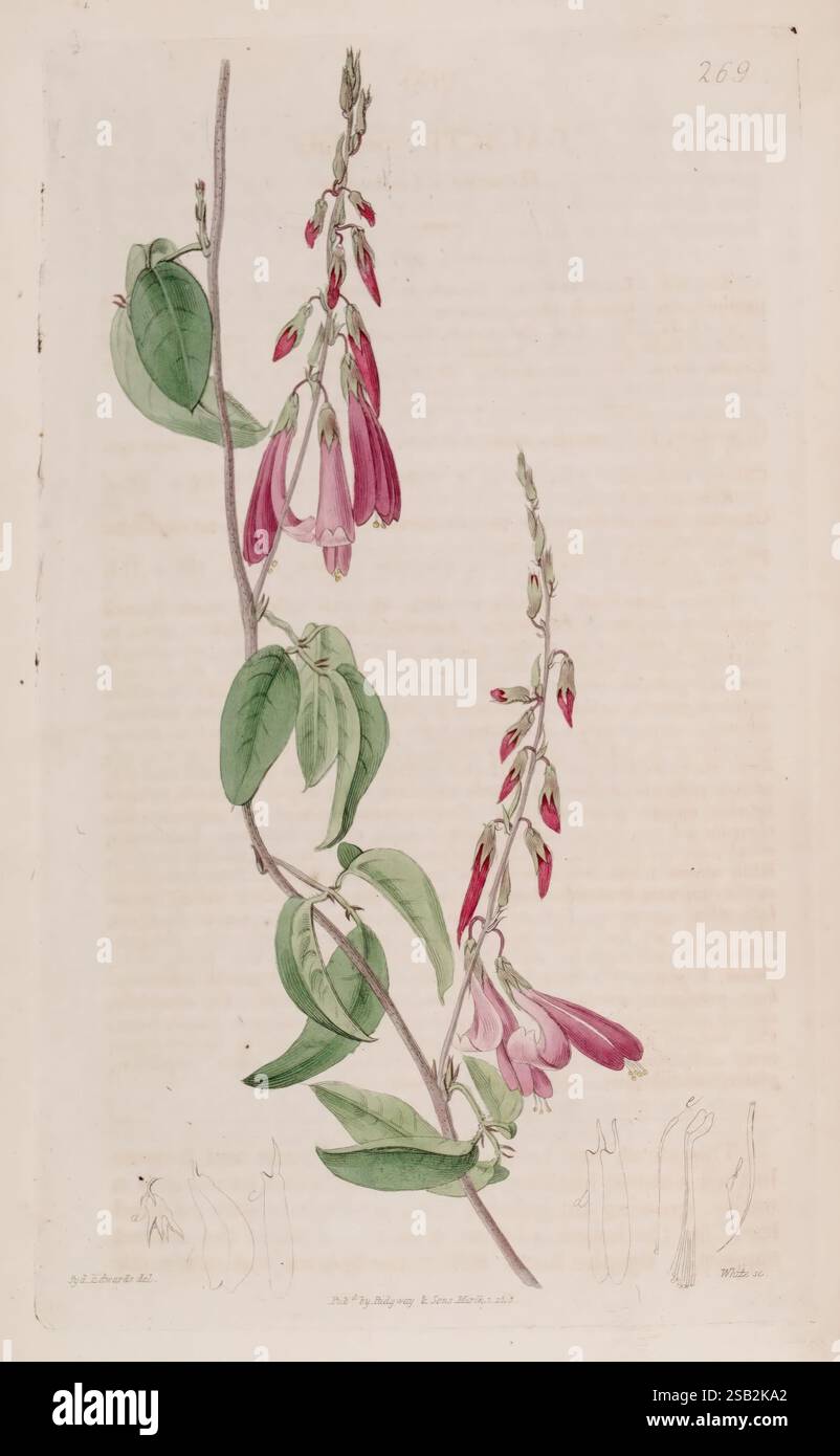 The Botanical Register London Printed for James Ridgway 1815-1828 1815 ...