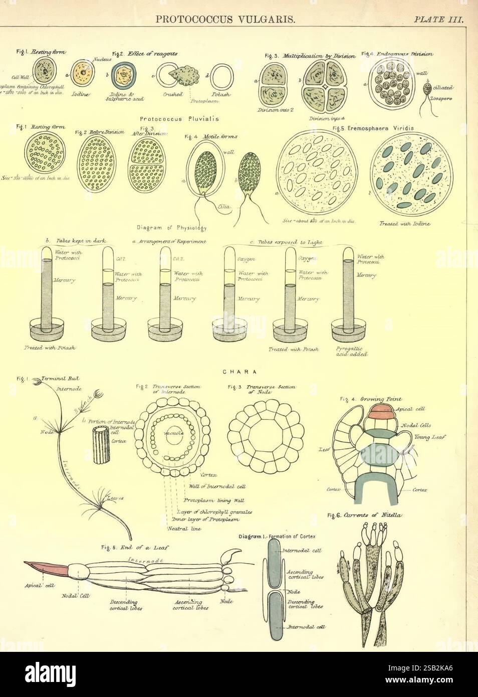 Organized layout combines scientific terminology hi-res stock ...