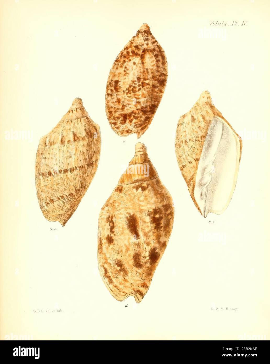Conchologia iconica, or Illustrations of the shells of molluscous ...
