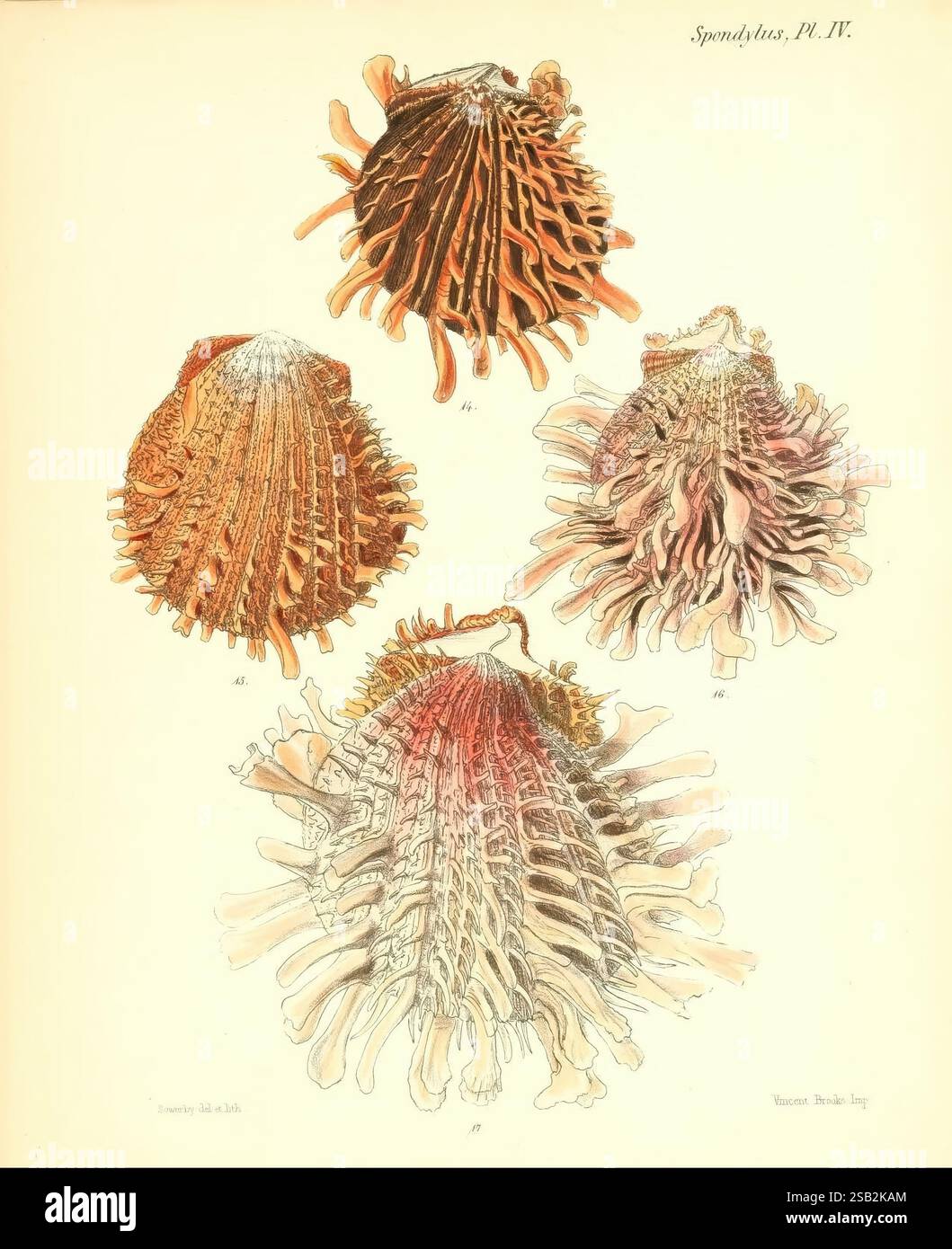 Rounder shell hi-res stock photography and images - Alamy