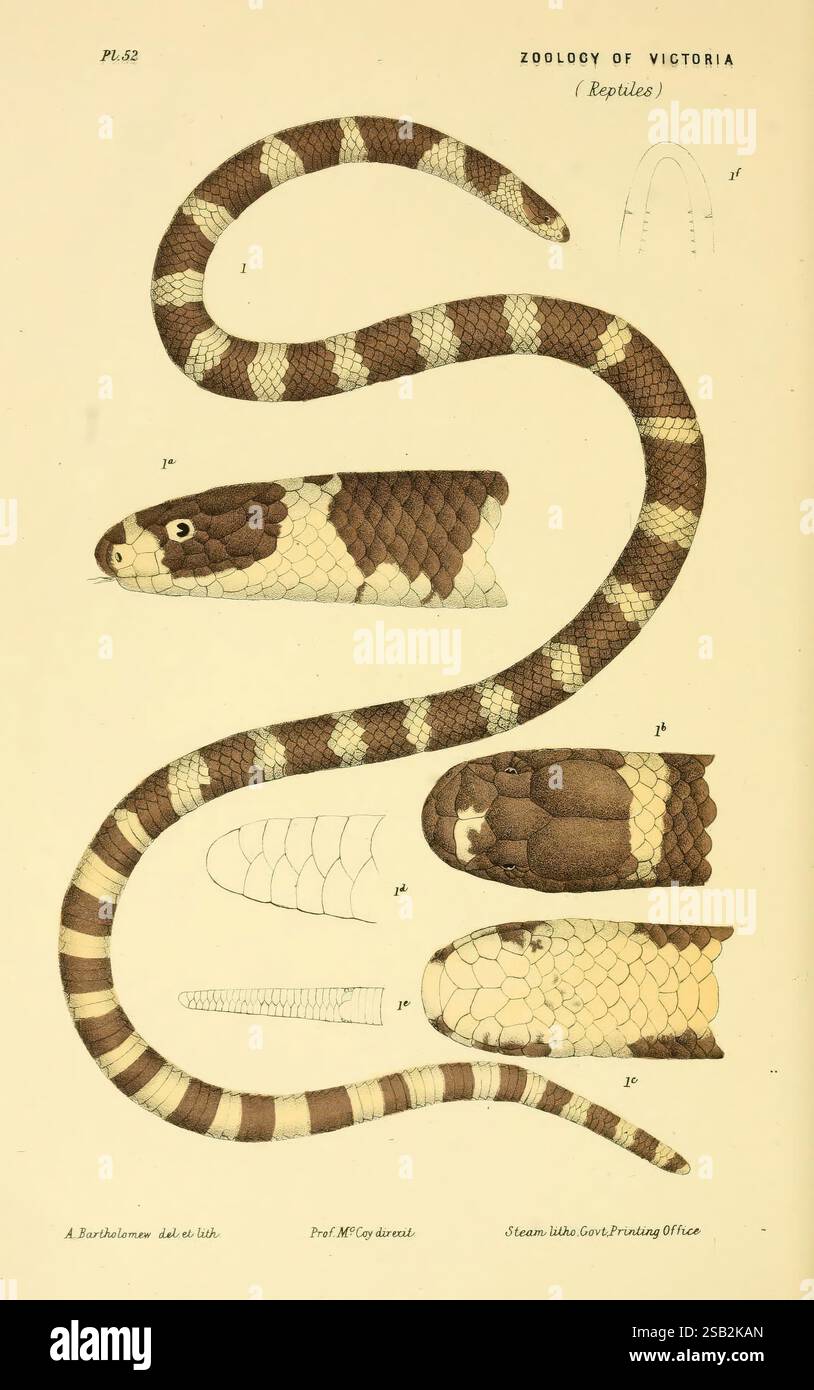 Snake australia woods hole taxonomy hi-res stock photography and images ...