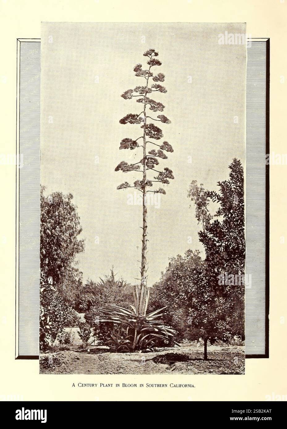 Green agave plant stands hi-res stock photography and images - Alamy