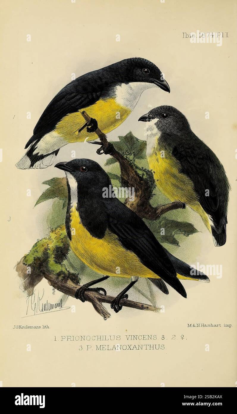 Slightly smaller bird hi-res stock photography and images - Alamy