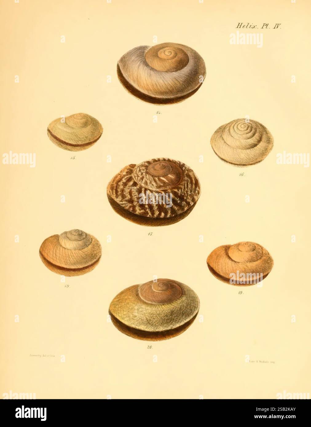 Conchologia iconica, or Illustrations of the Shells of Molluscous ...