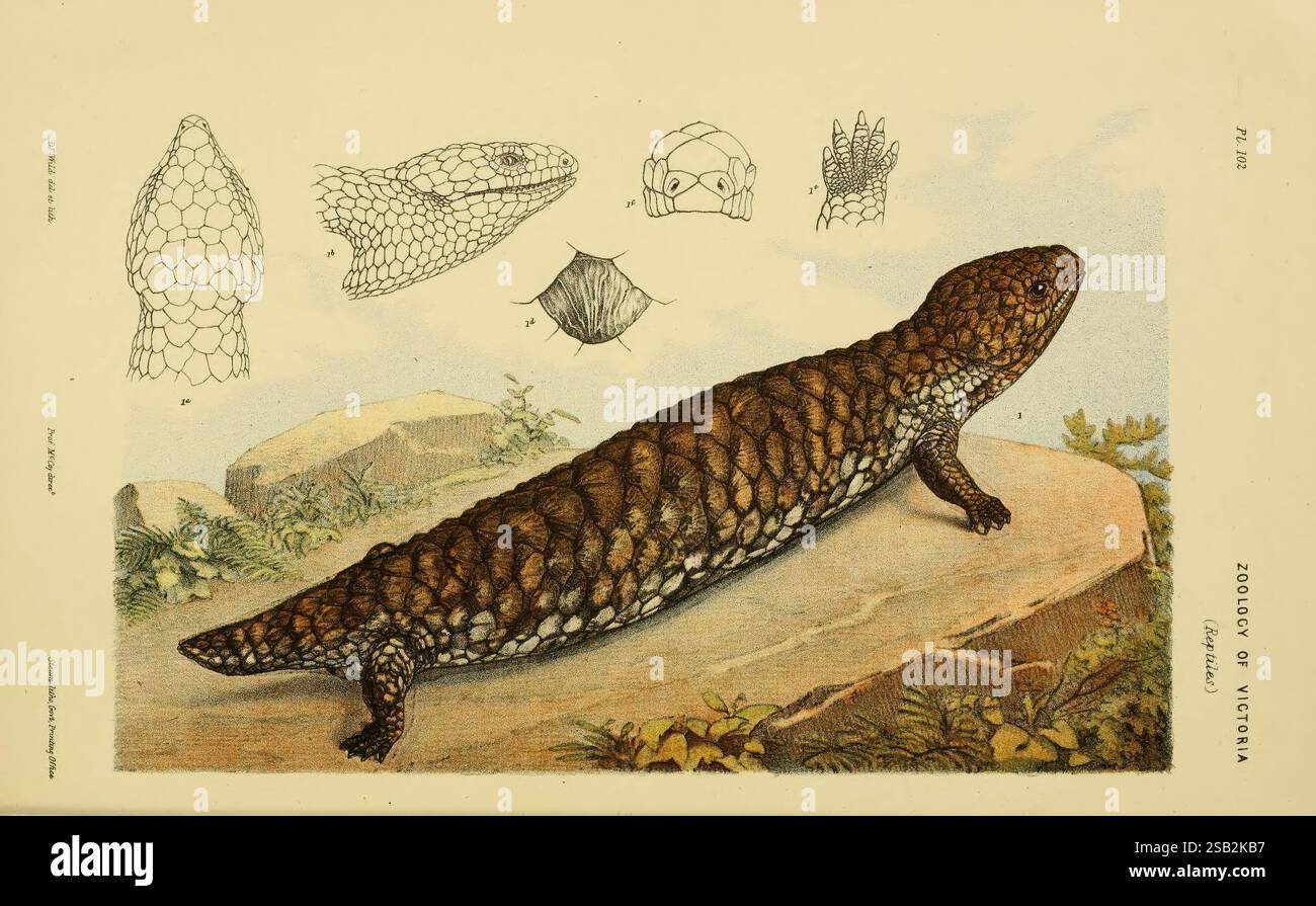 Focal animal showcases hi-res stock photography and images - Alamy