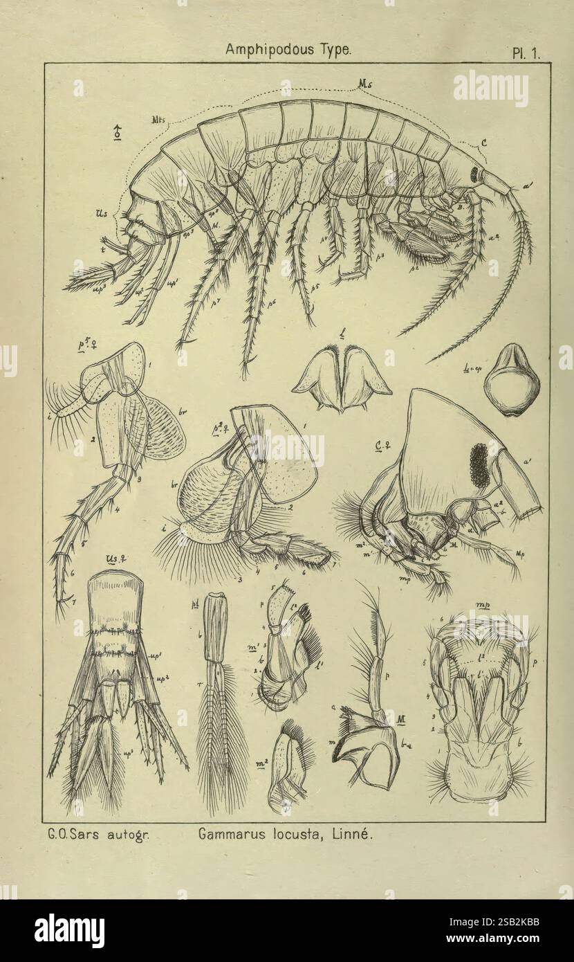 An account of the Crustacea of Norway. v.1 Amphipoda (plates ...