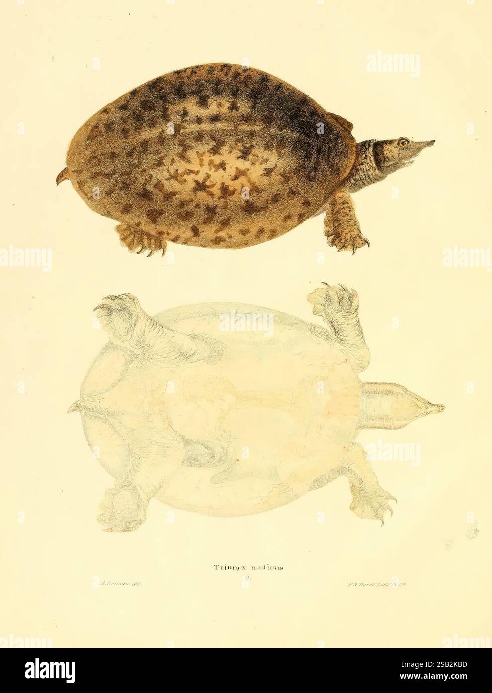 North American herpetology, Philadelphia, J. Dobson, 1836-1840 ...