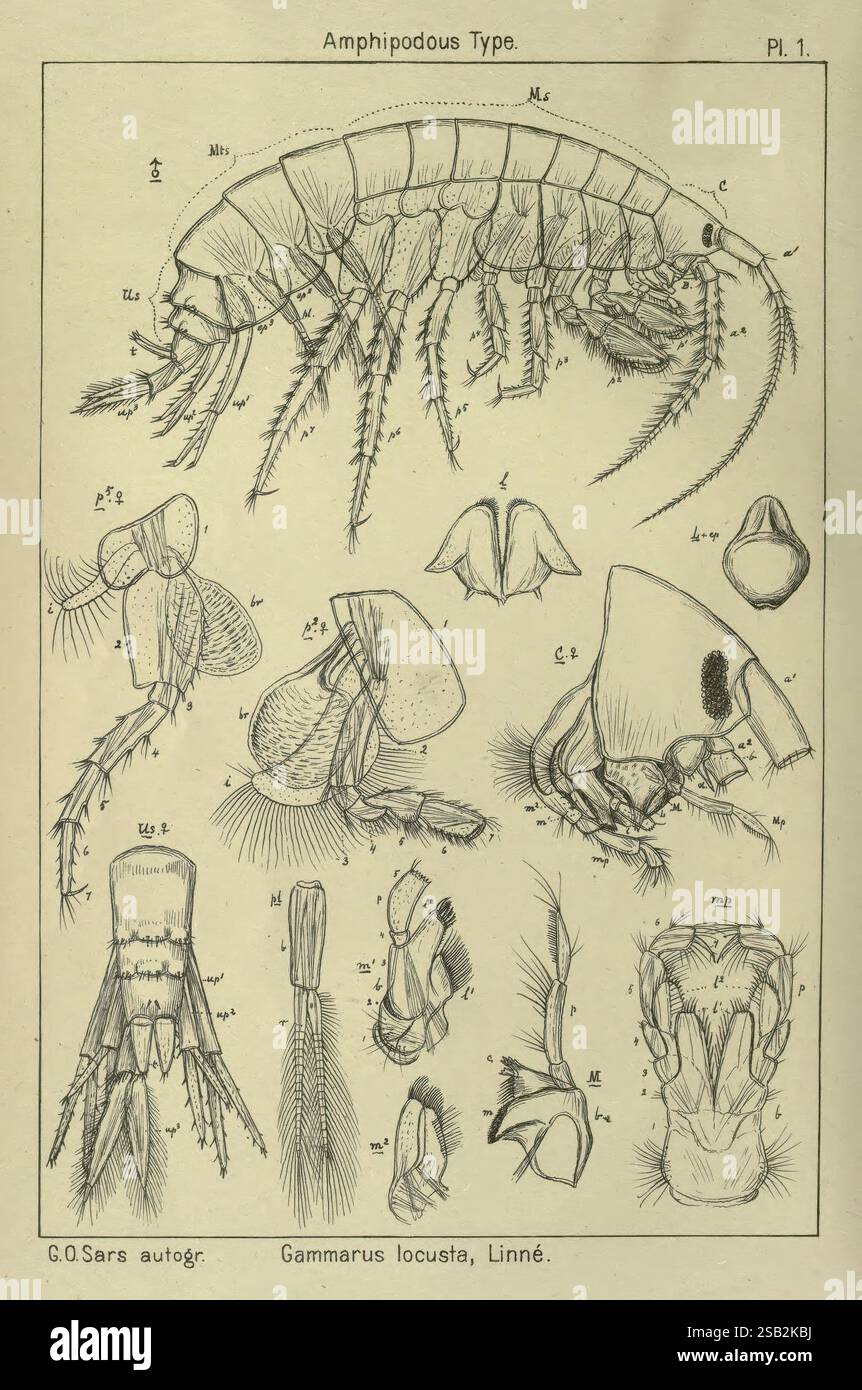 An, account, of, the, Crustacea, of, Norway Amphipoda, plates ...