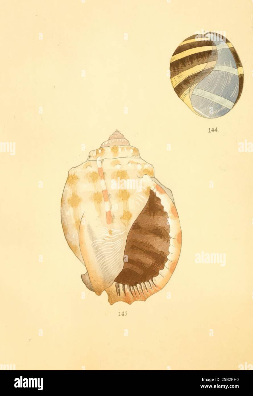 Kaisenshu Kyoto Yamada Naozoburo 1914-1915 Japan mollusks pictorial ...