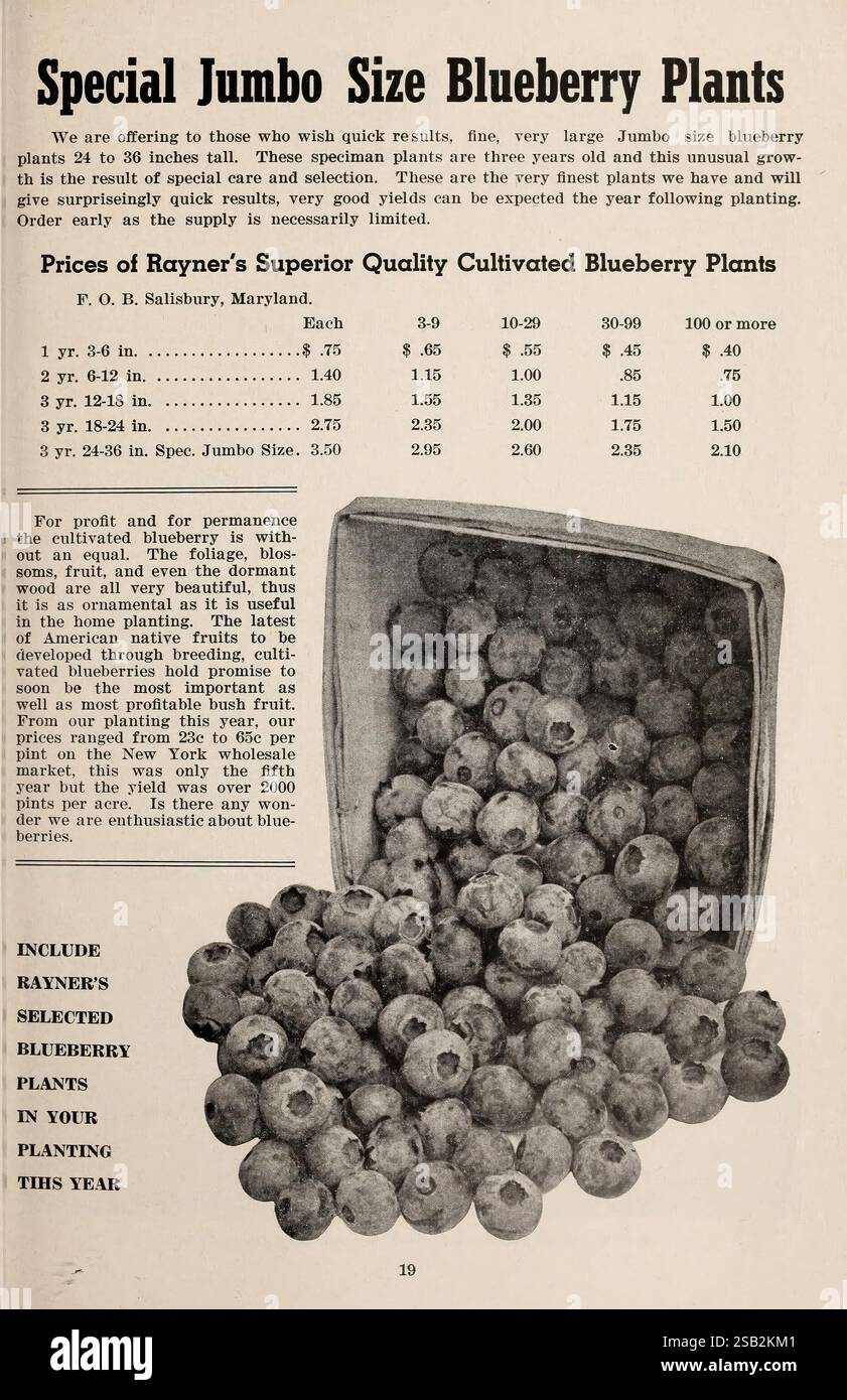 Special jumbo size blueberry plants hi-res stock photography and images ...