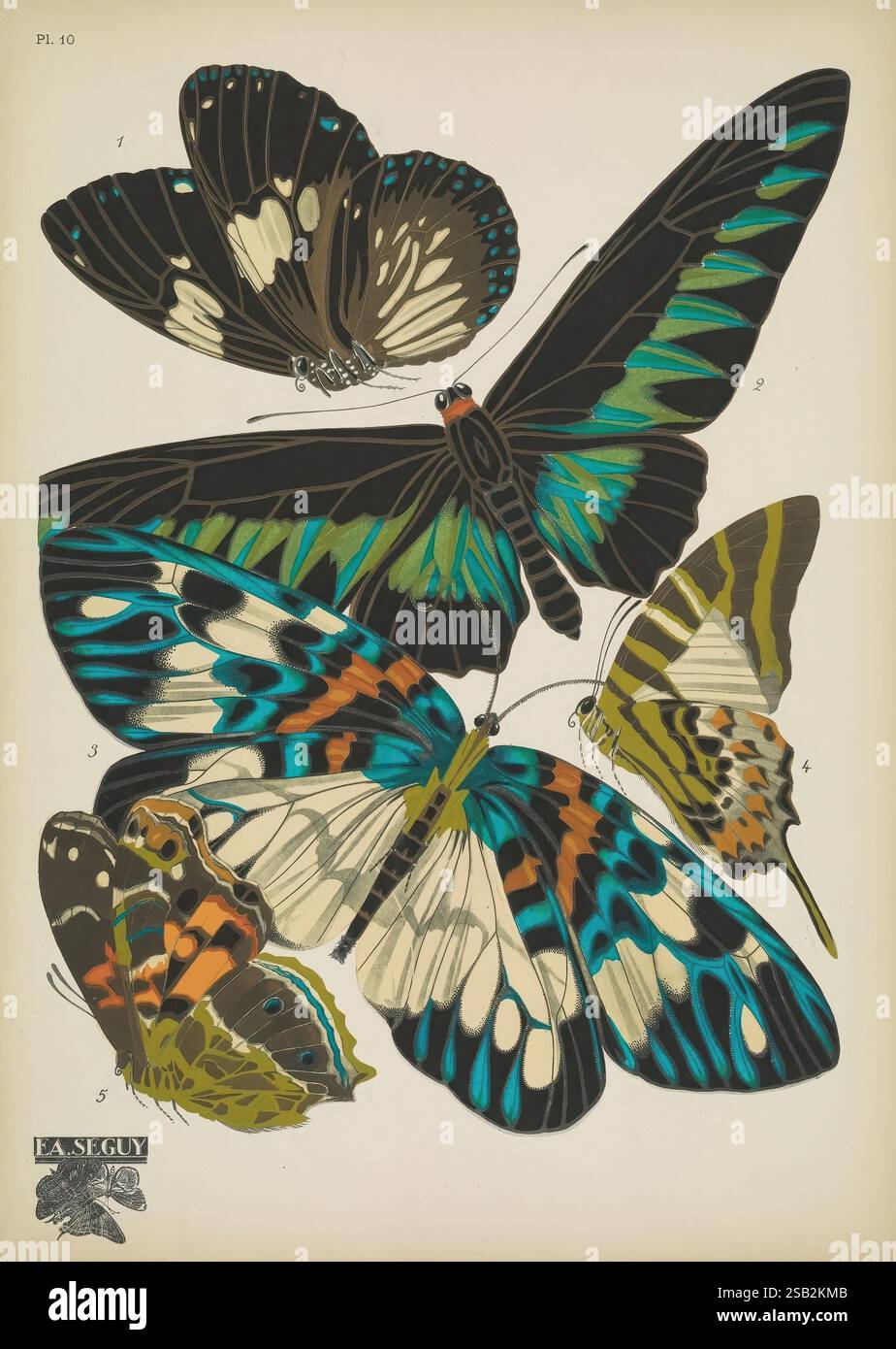 Papillons, Paris, Tolmer [ca. 1925], butterflies, insects, arthropods ...