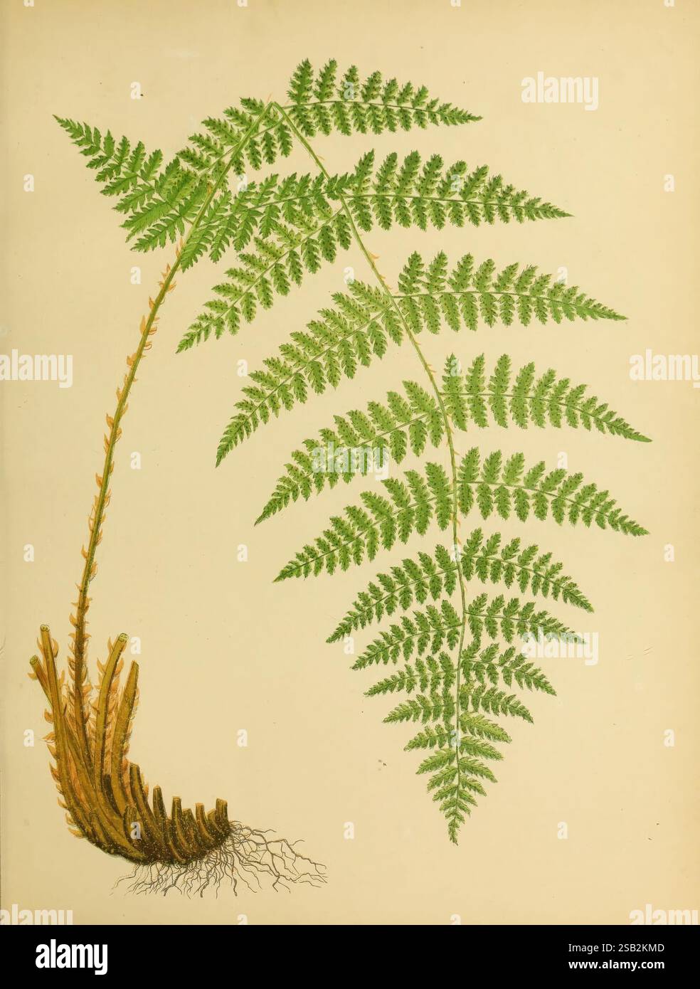 Beautiful ferns from original water-color drawings after nature, Boston ...