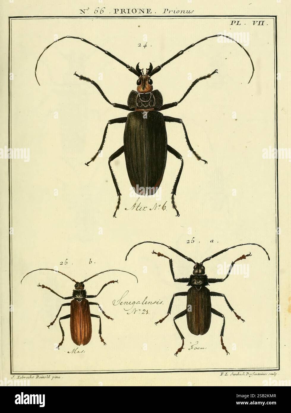 Robust dark exoskeleton hi-res stock photography and images - Alamy