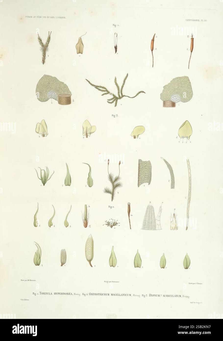 Botanique, Paris, Gide et Cie, 1845-1853., A scientific illustration ...