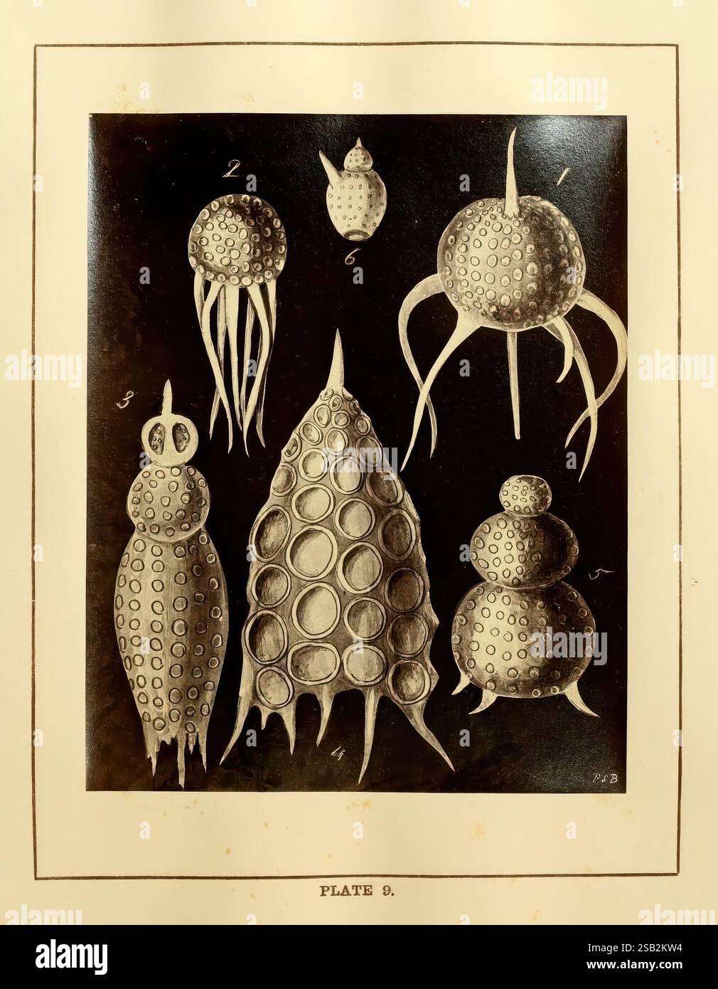 Figures of remarkable forms of polycystins, or allied organisms, in the ...