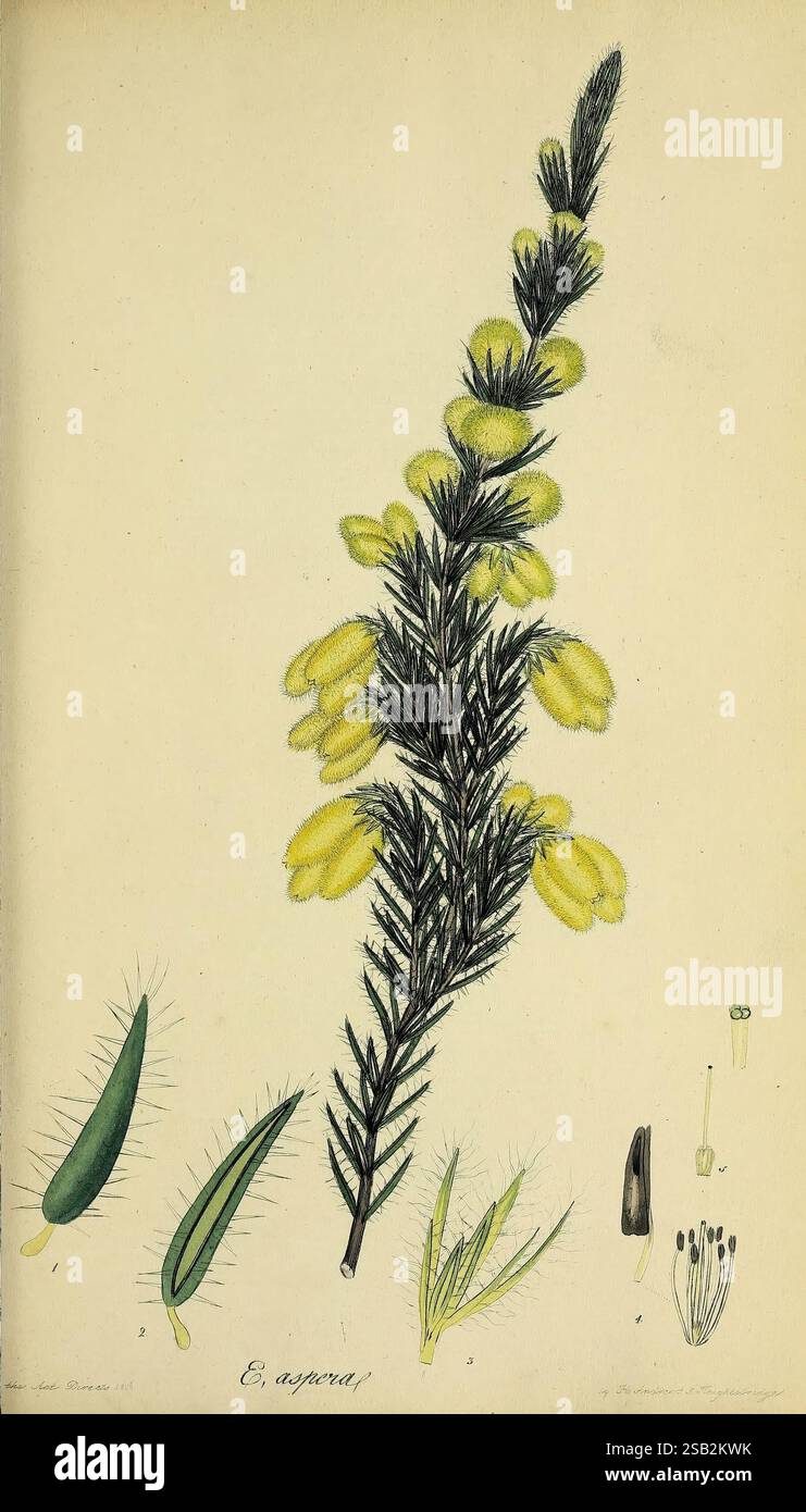Various labeled botanical elements hi-res stock photography and images ...
