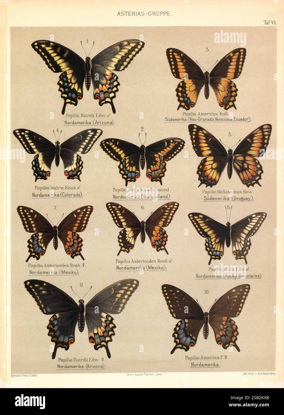 1889 1895 butterflies anna eimer anna eimer anna lutteroth eimer hi-res ...