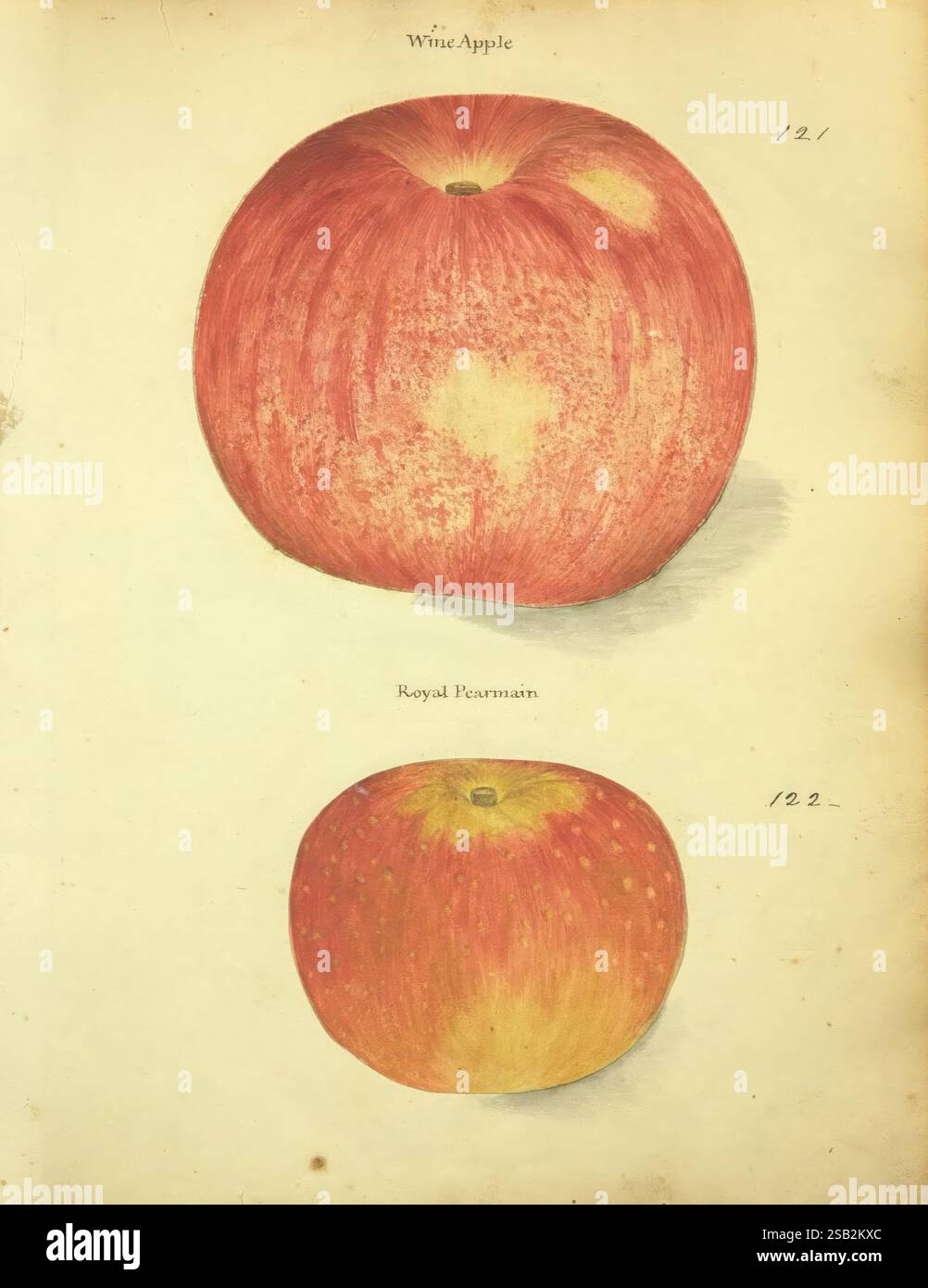 Royal pearmain hi-res stock photography and images - Alamy