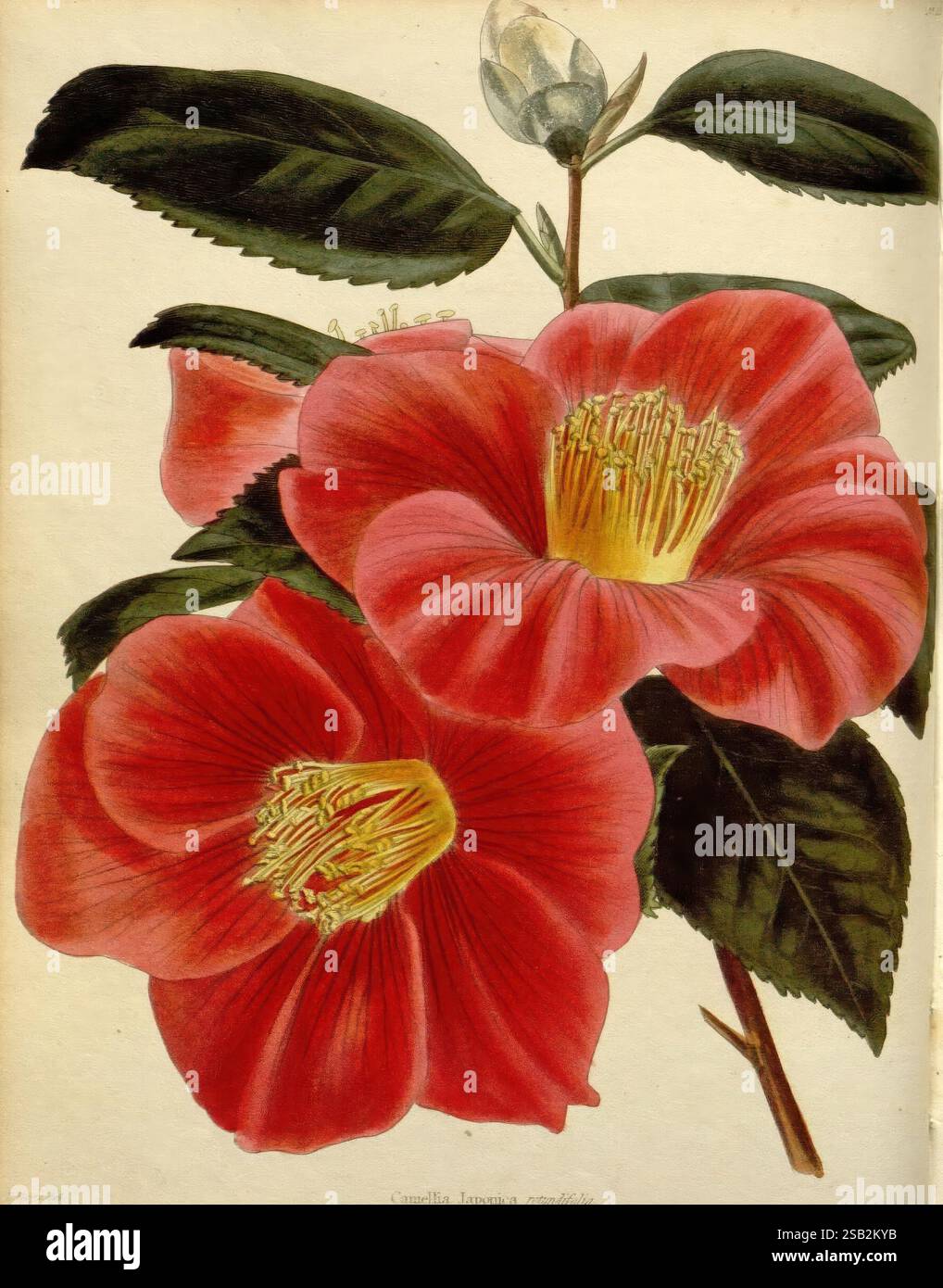 The botanical cabinet London, John & Arthur Arch, 1817-1833, A stunning ...