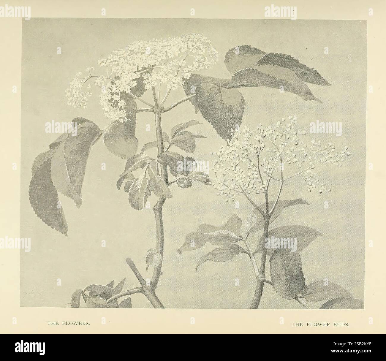 British, trees, London, Hutchinson, 1907, Great Britain, trees, A ...