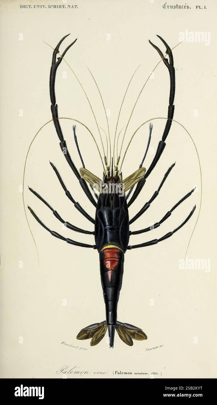 Complexity of crustacean anatomy hi-res stock photography and images ...