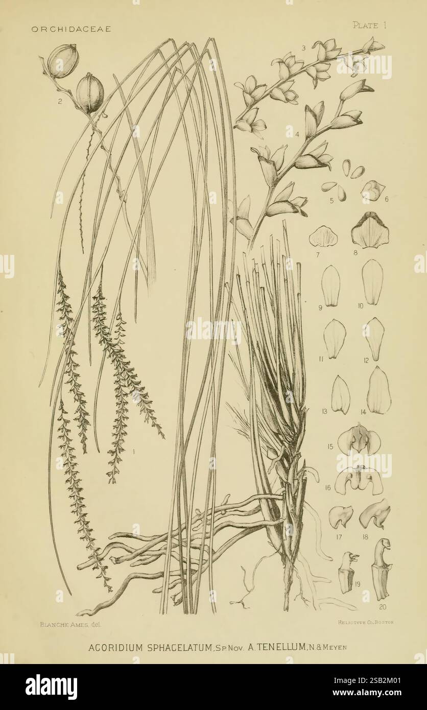 Orchidaceae, 1905-22, monocotyledoneae, Orchidaceae, orchids, Blanche ...