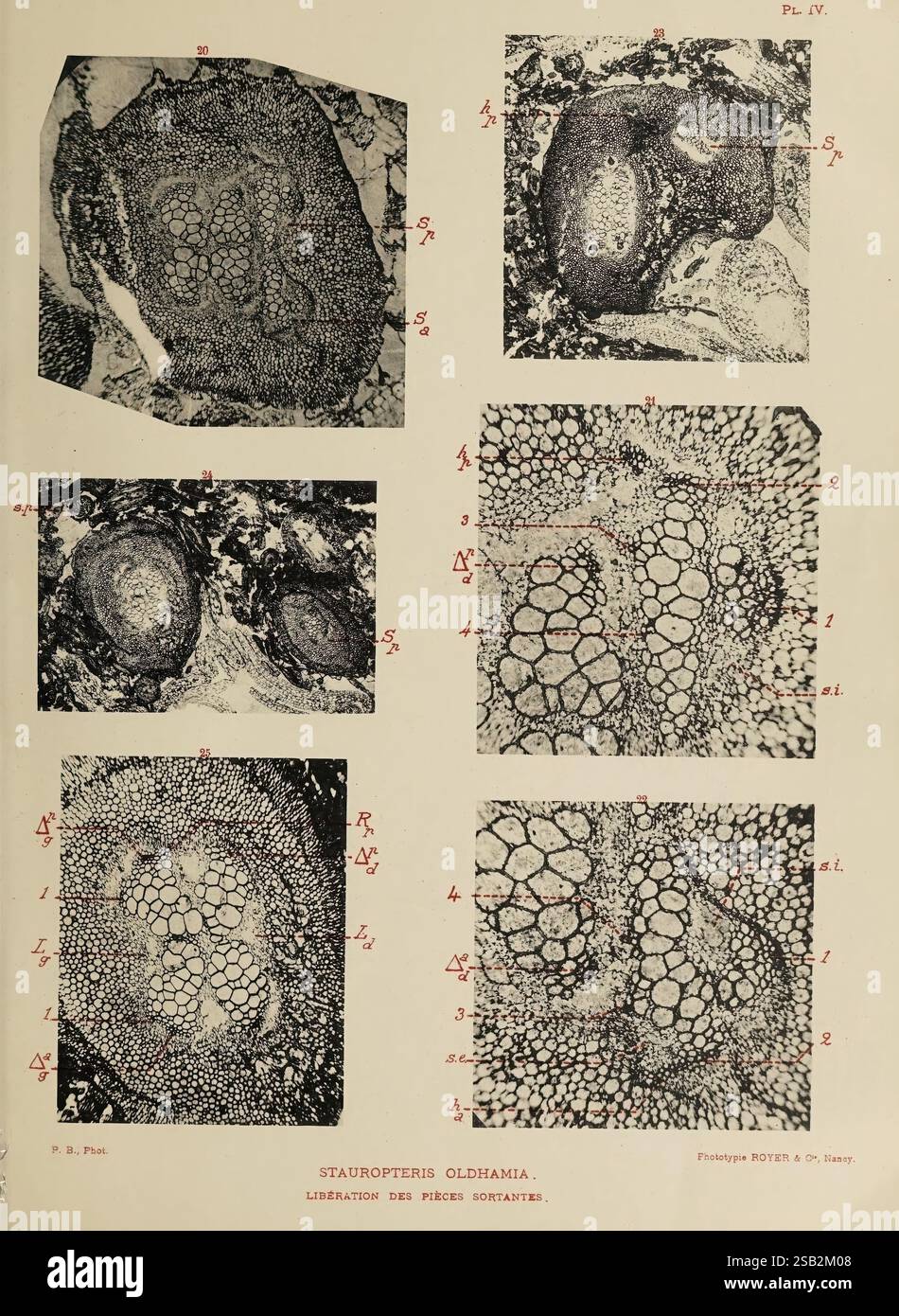 Identifying specific anatomical components hi-res stock photography and ...