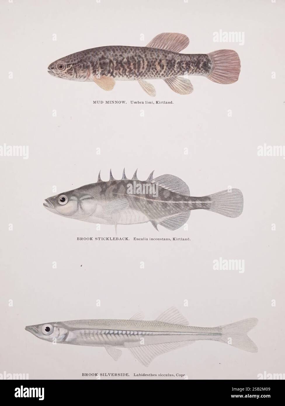 Sample, plates, of, Illinois, fishes, Urbana, Ill, c1903, fishes ...
