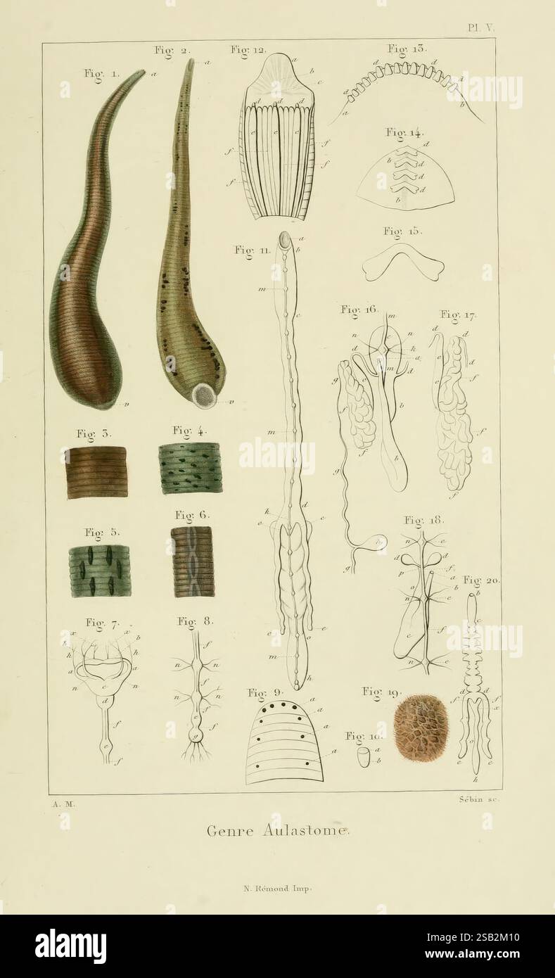 Monographie de la famille des hirudinées, Paris, J. B. Baillière, 1846 ...