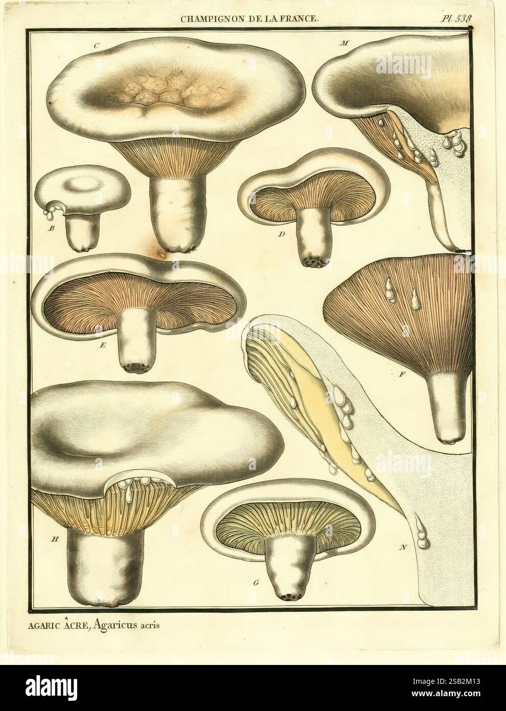 Exhibit rounded caps hi-res stock photography and images - Alamy