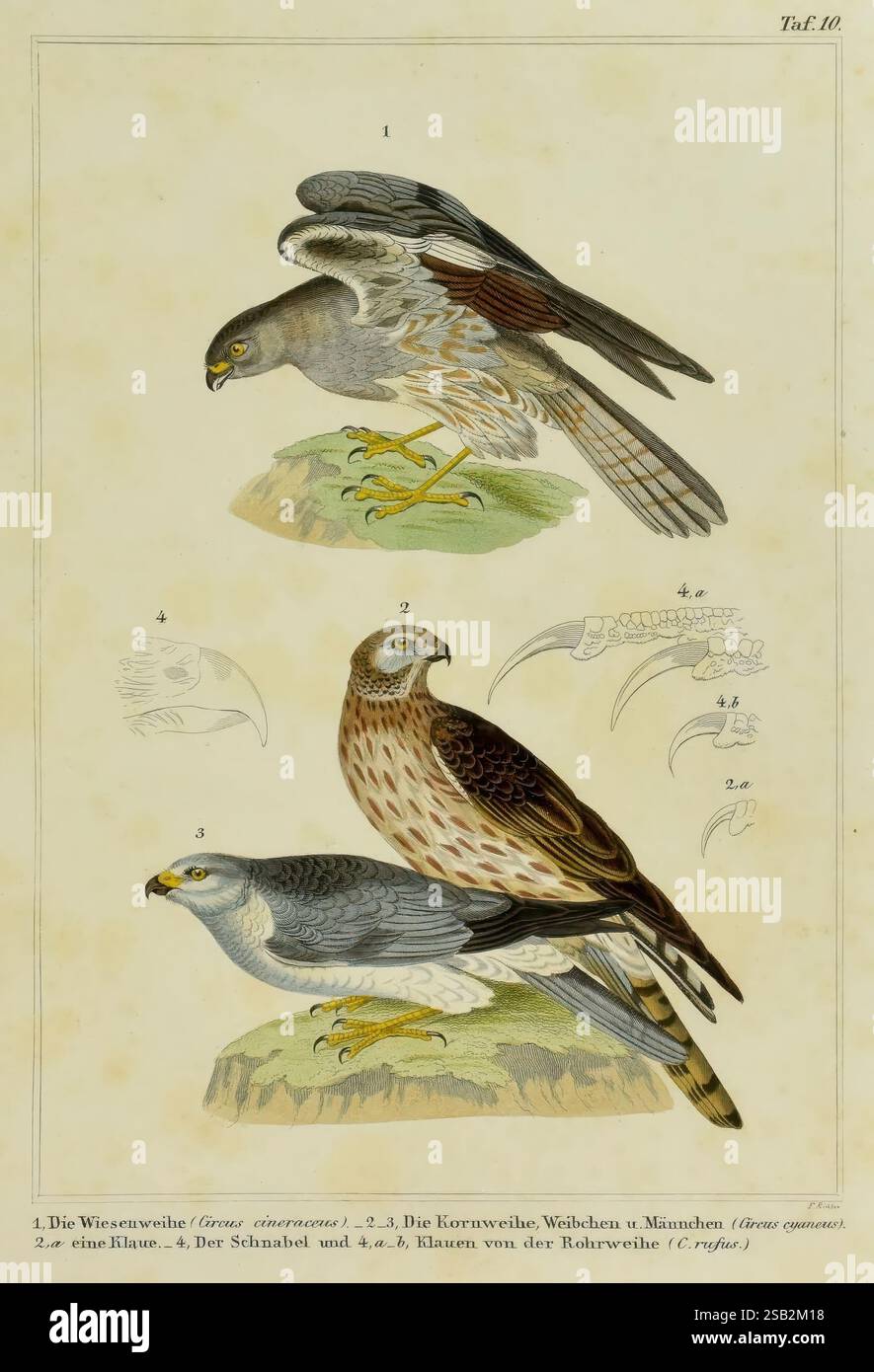 Praktische, Naturgeschichte, der, Vögel, Leipzig, 1850, birds ...