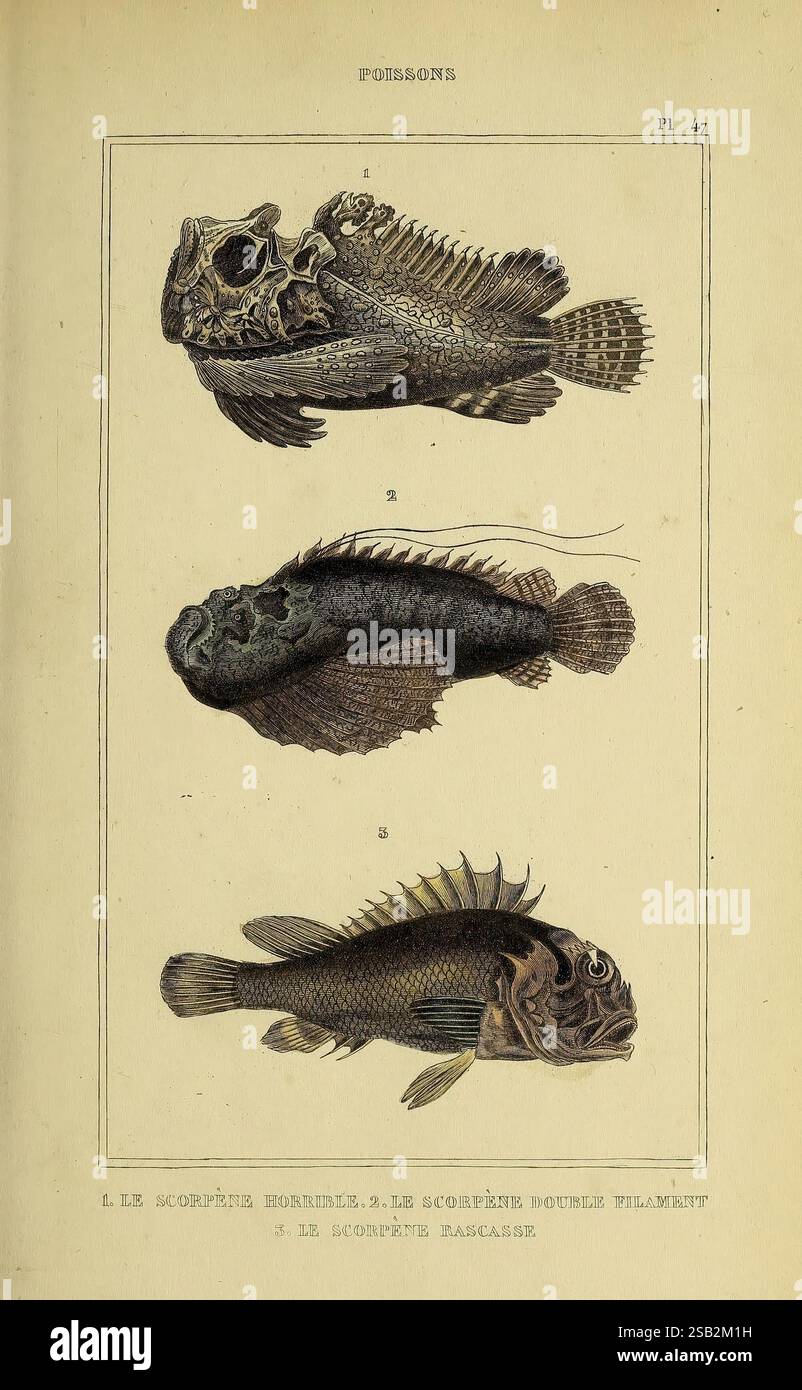 Oeuvres du comte de Lacépède Paris, P. Duménil, 1836. Natural history ...