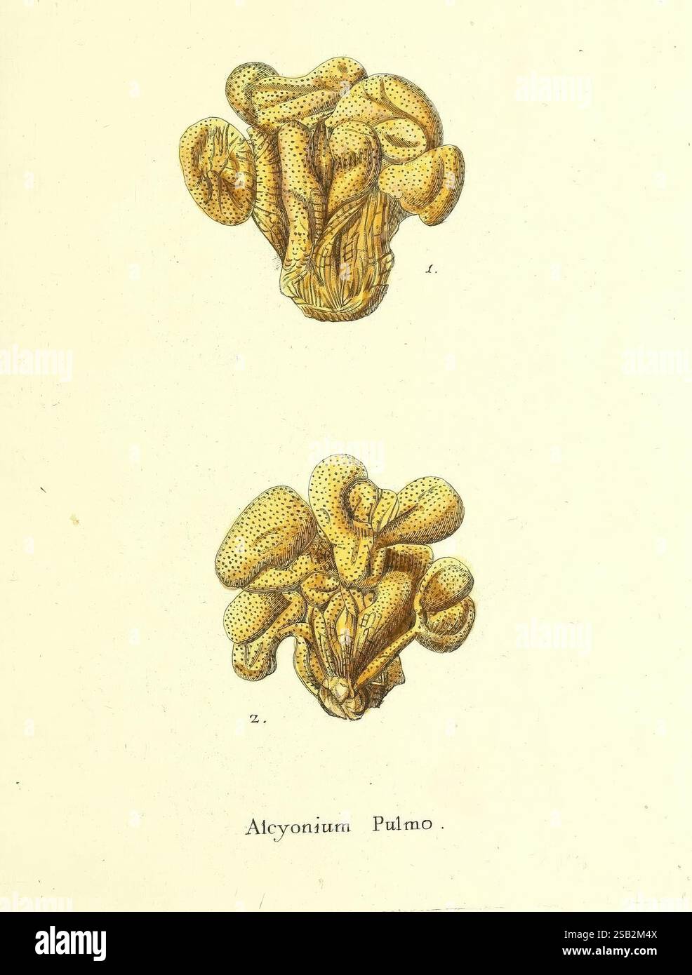 Distinctive lobed structure hi-res stock photography and images - Alamy