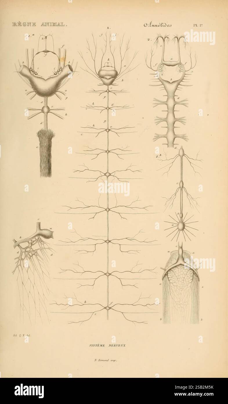 Le règne animal distribué d'après son organisation Paris, 1836-1849 ...