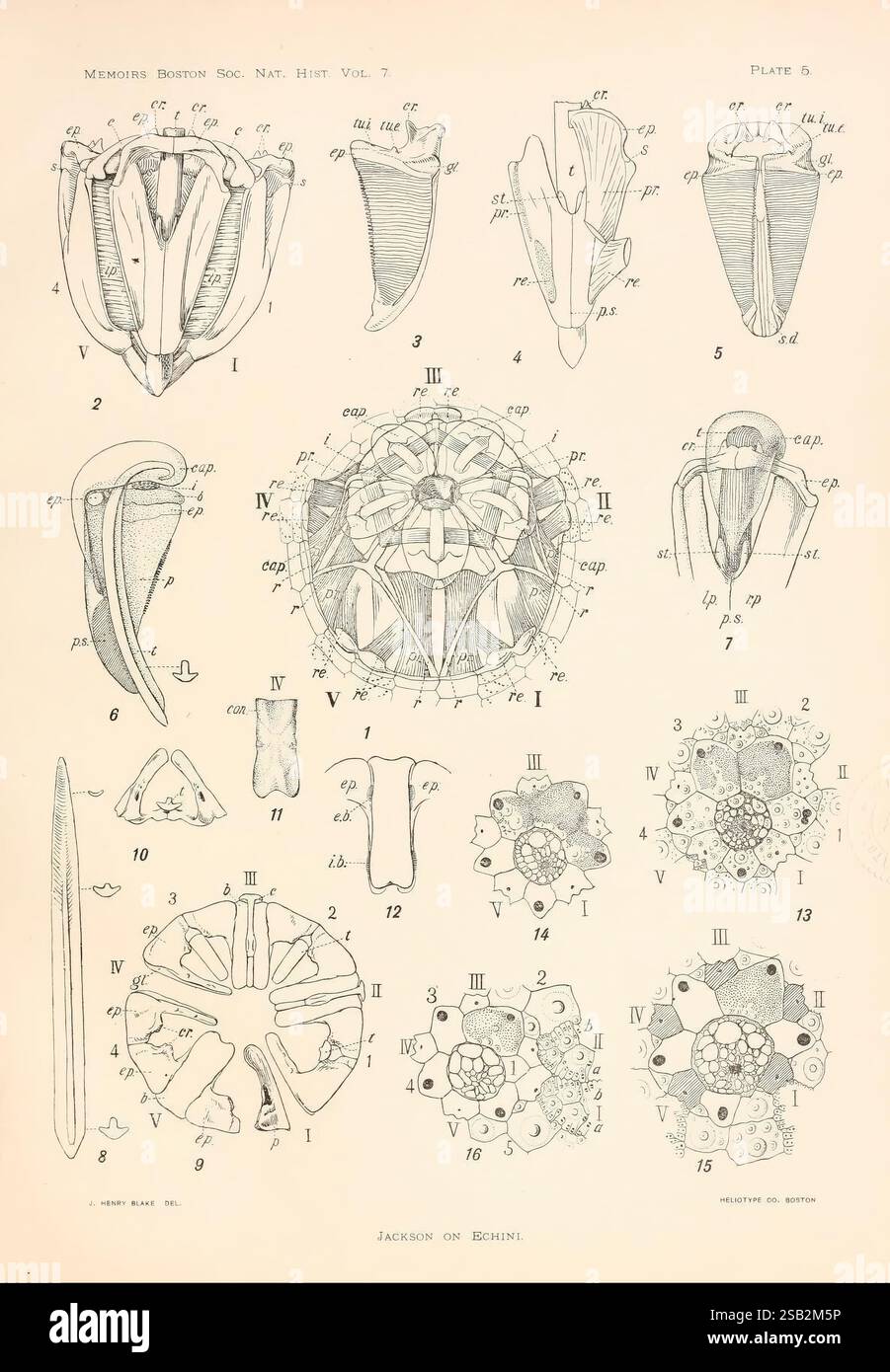 Phylogeny of the Echini, Boston, The Society, 1912, paleontology ...
