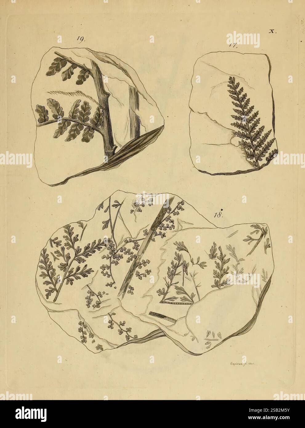 Showcasing intricate fossilized fern plants hi-res stock photography ...