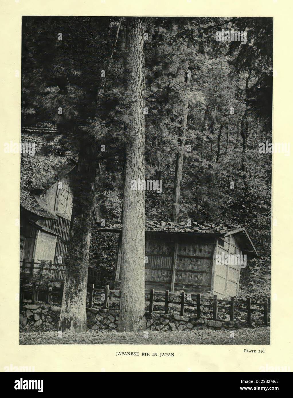 The Trees Of Great Britain & Ireland, Edinburgh, Priv. print, 1906-13 ...