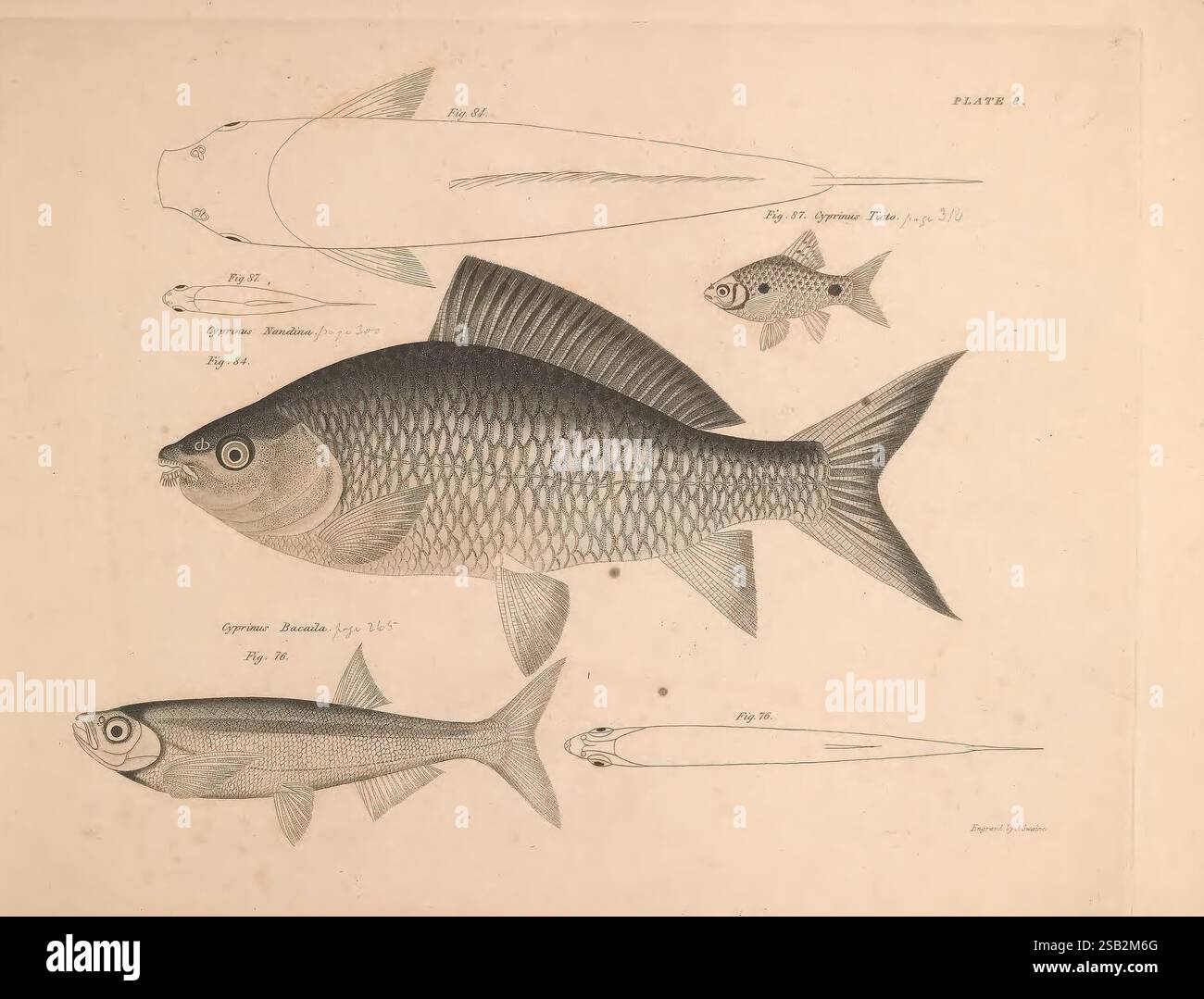 Larger fish depicted hi-res stock photography and images - Alamy