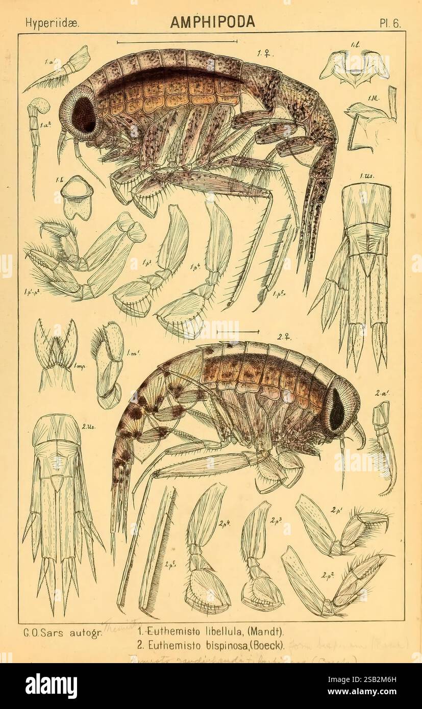 Cephalothorax shapes hi-res stock photography and images - Alamy