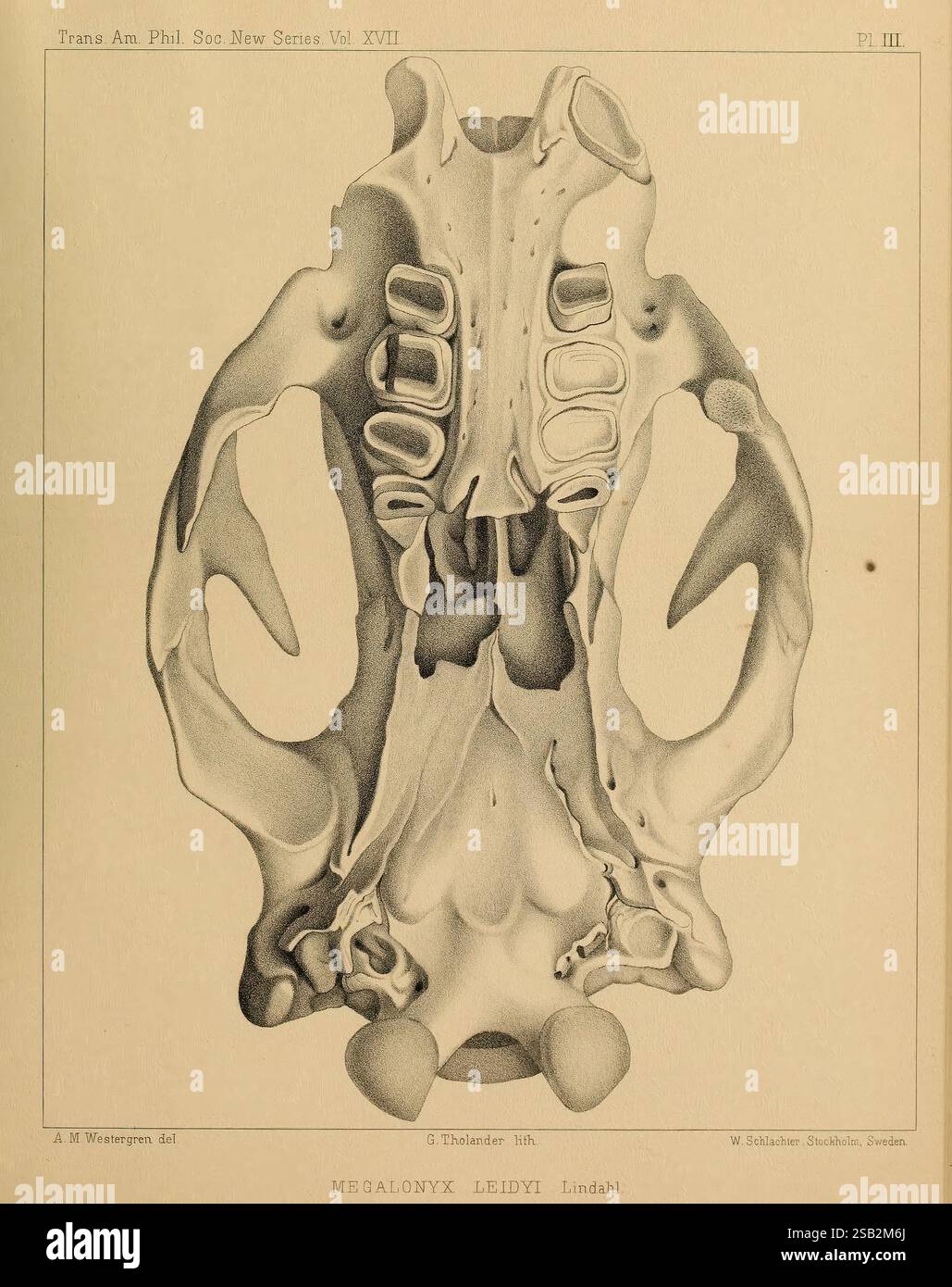 Transactions of the American Philosophical Society Philadelphia science ...
