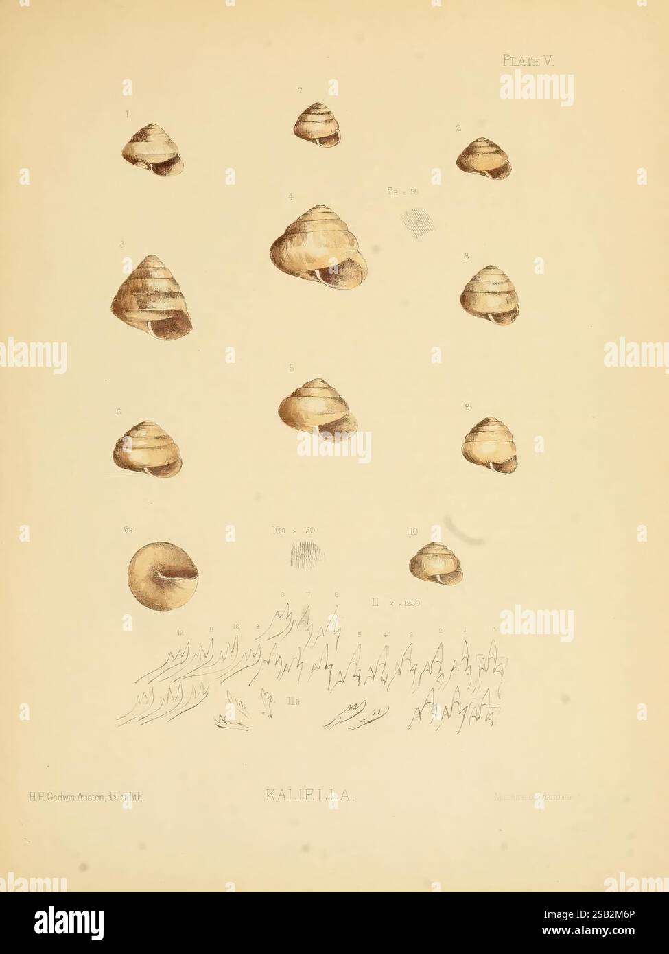 Land, freshwater, Mollusca, of, India, London, Taylor and Francis, 1882 ...