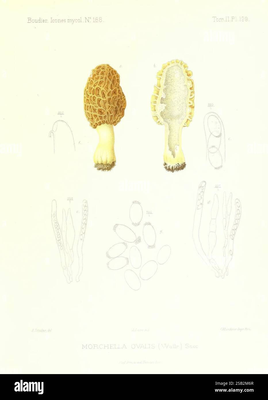 Icones Mycologicæ, ou Iconographie des champignons de France ...