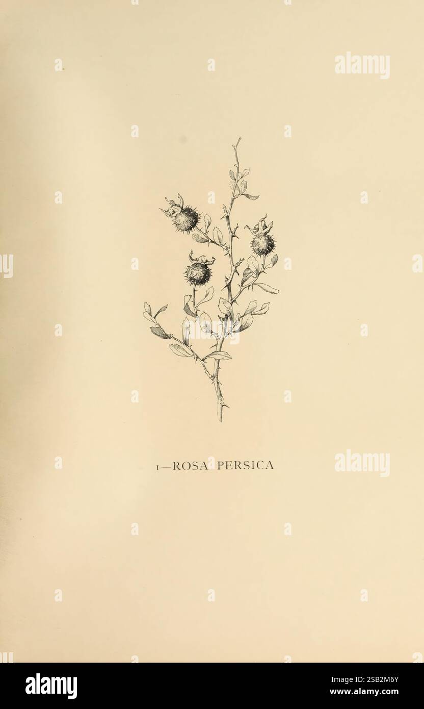 Botanical representation exudes hi-res stock photography and images - Alamy