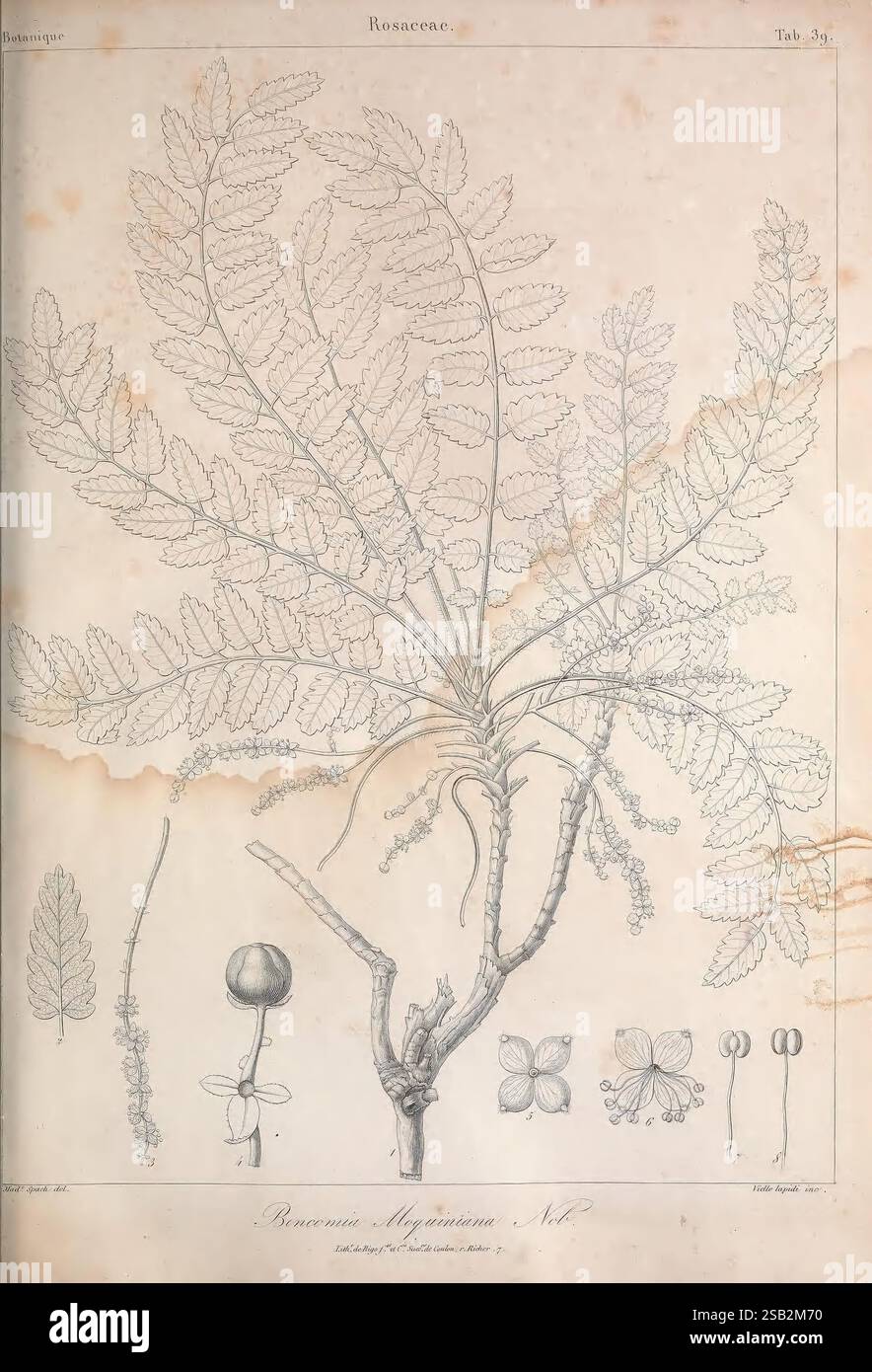 Botany canary islands natural history pictorial works plants ste hi-res ...