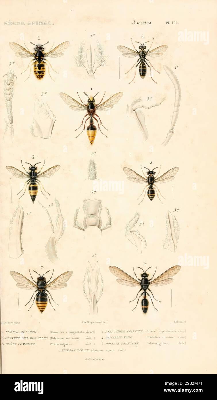 Taxonomical identification hi-res stock photography and images - Alamy