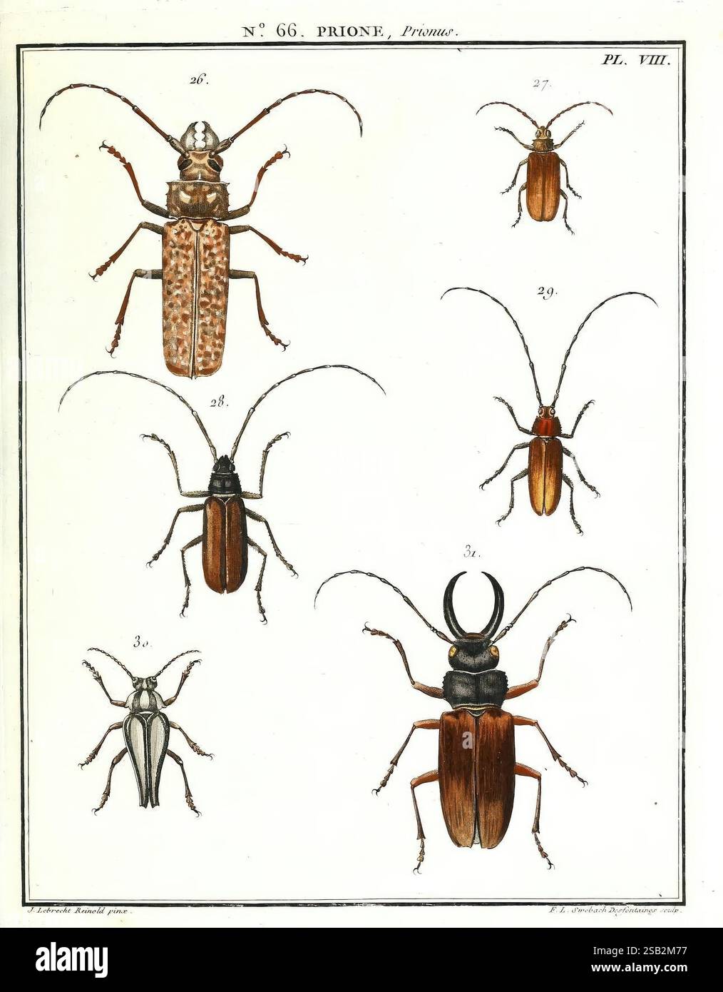 Entomologie ou Histoire naturelle des insectes, Paris, Imp. Baudouin ...