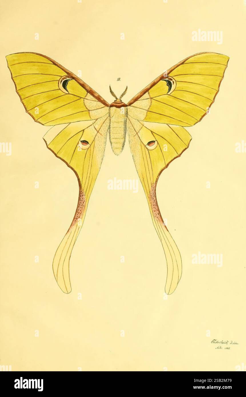 Actias leto hi-res stock photography and images - Alamy