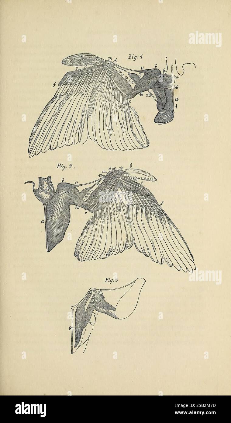 Wings skeletal features hi-res stock photography and images - Alamy